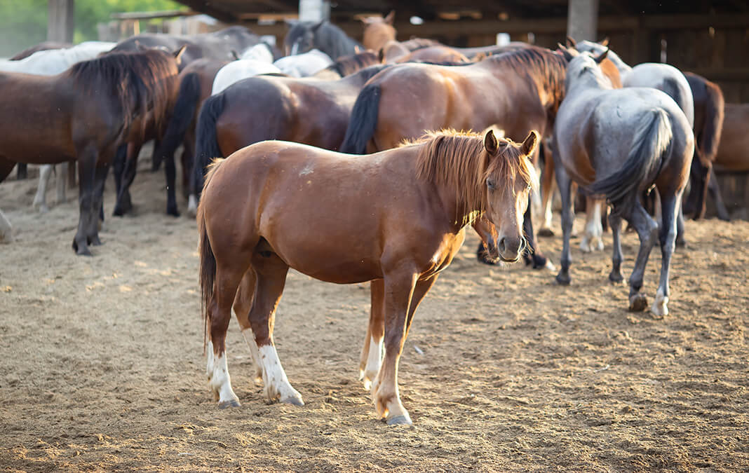 Beneficiary designations - Planned Giving - In Defense of Animals