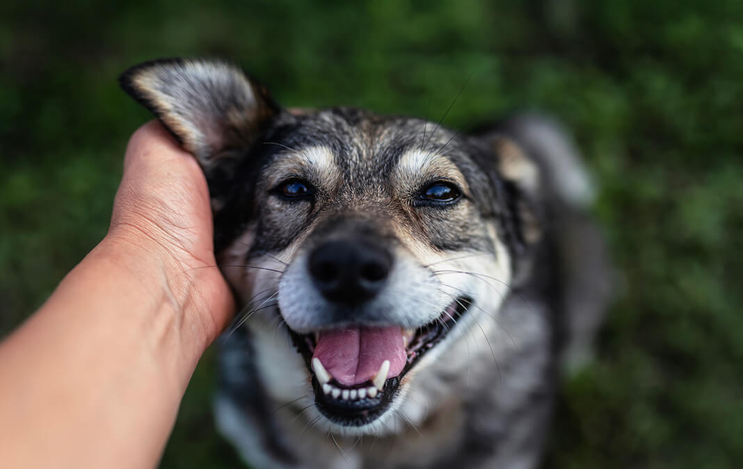 Will and trust - Planned Giving - North Shore Animal League America